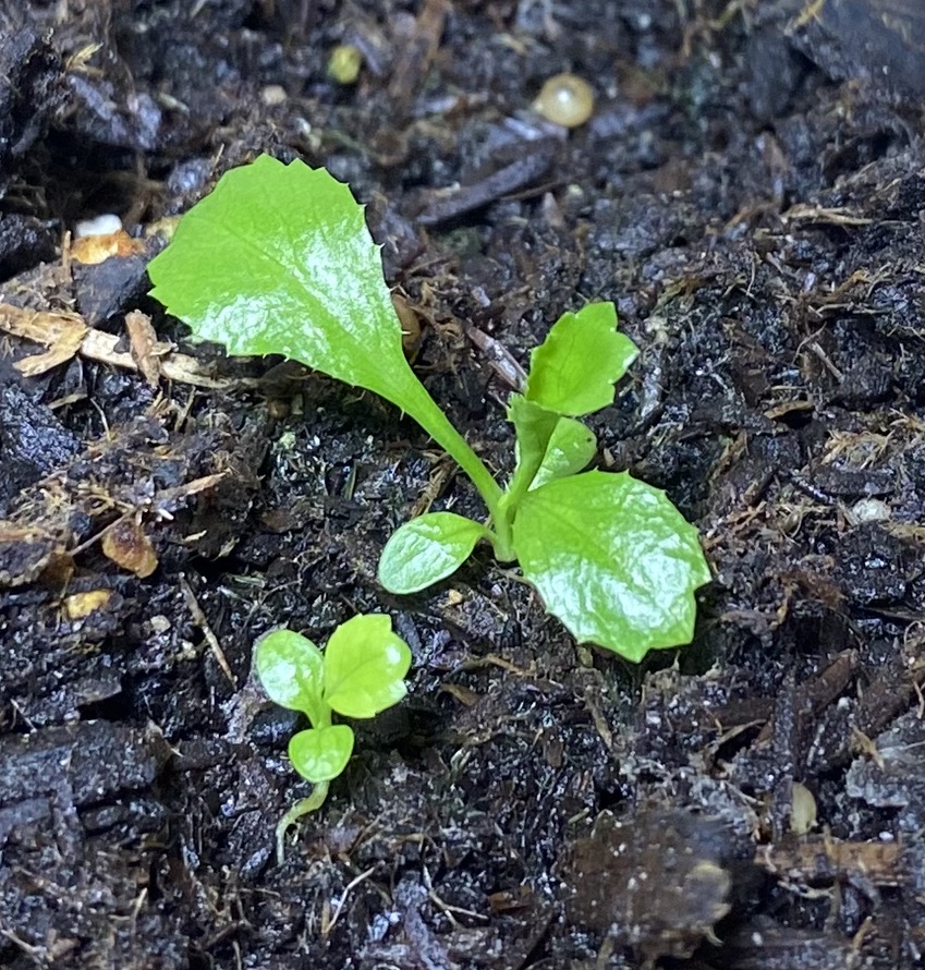 My Basement Garden – Thoughts about leadership, history, and more